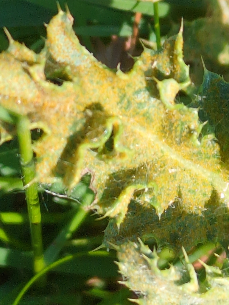 thistle rust from York YO24 4BZ, UK on May 1, 2025 at 10:49 AM by ...