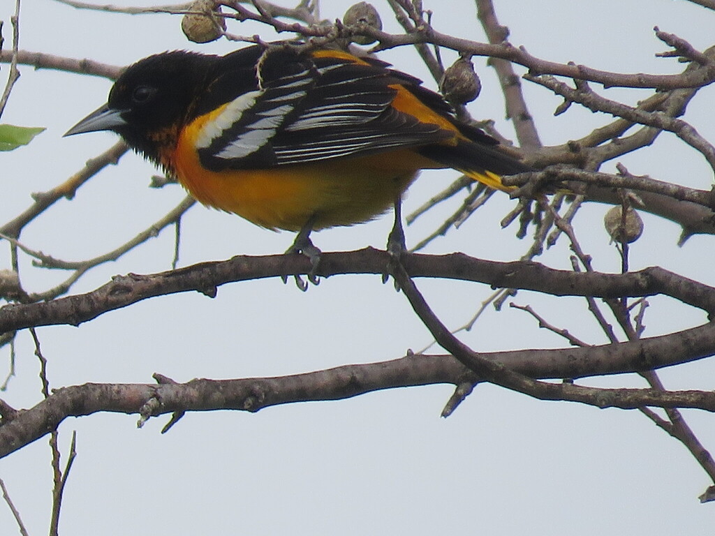 Baltimore Oriole from Tarrant County, TX, USA on April 30, 2025 at 05: ...