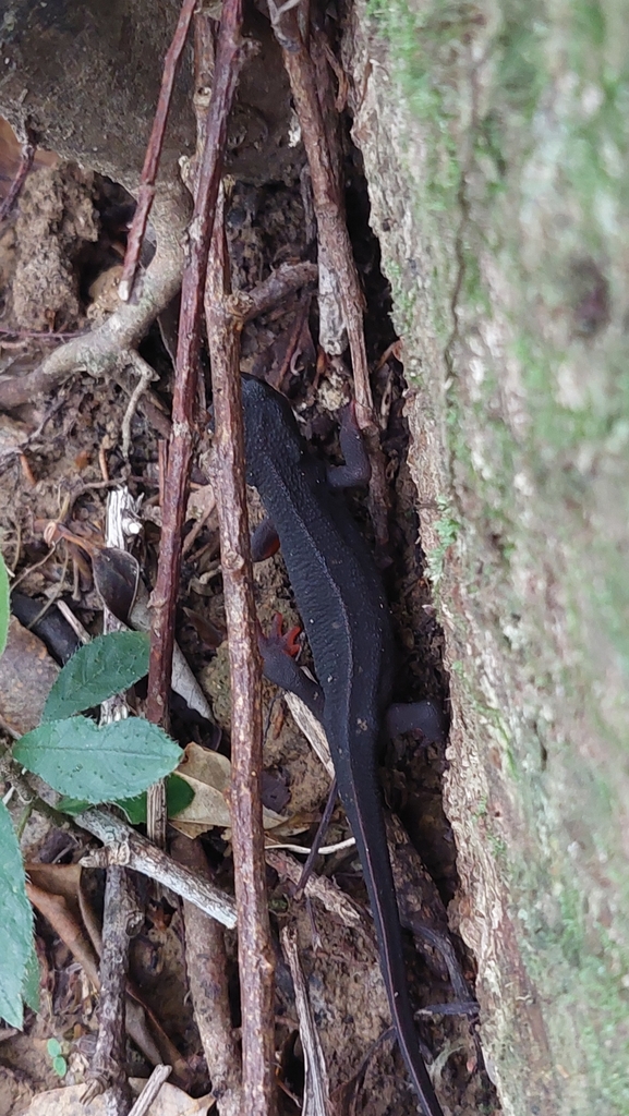 Okinawa Sword-tailed Newt in May 2025 by Shalaynna. Many newts on water and ground of trail. 3 ...