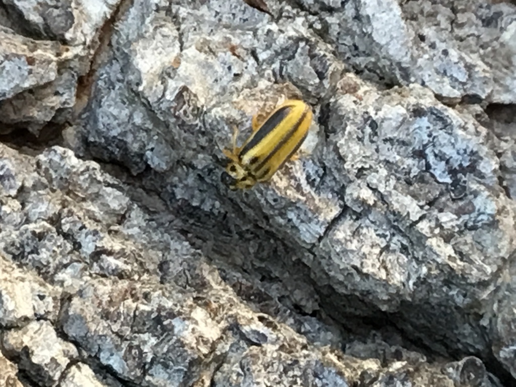 Elm Leaf Beetle from Town and Country, WA, USA on August 30, 2019 by ...