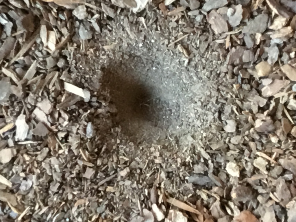 Myrmeleon from Nez Perce County, US-ID, US on August 30, 2019 by ...