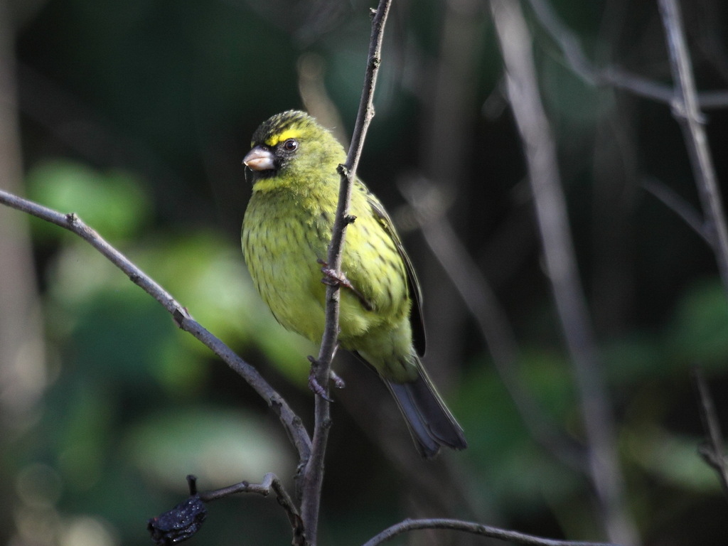 Forest Canary from Donnybrook, South Africa on November 19, 2015 at 07: ...