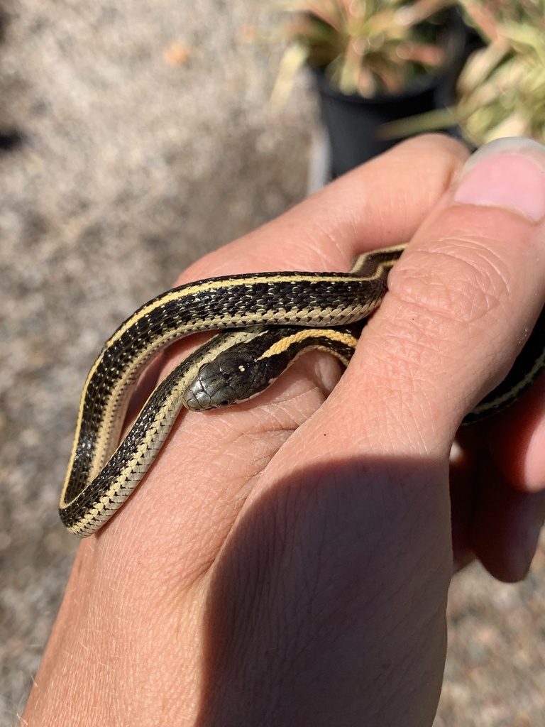 Mountain Garter Snake from Geiger Grade Rd, Reno, NV, US on April 29 ...