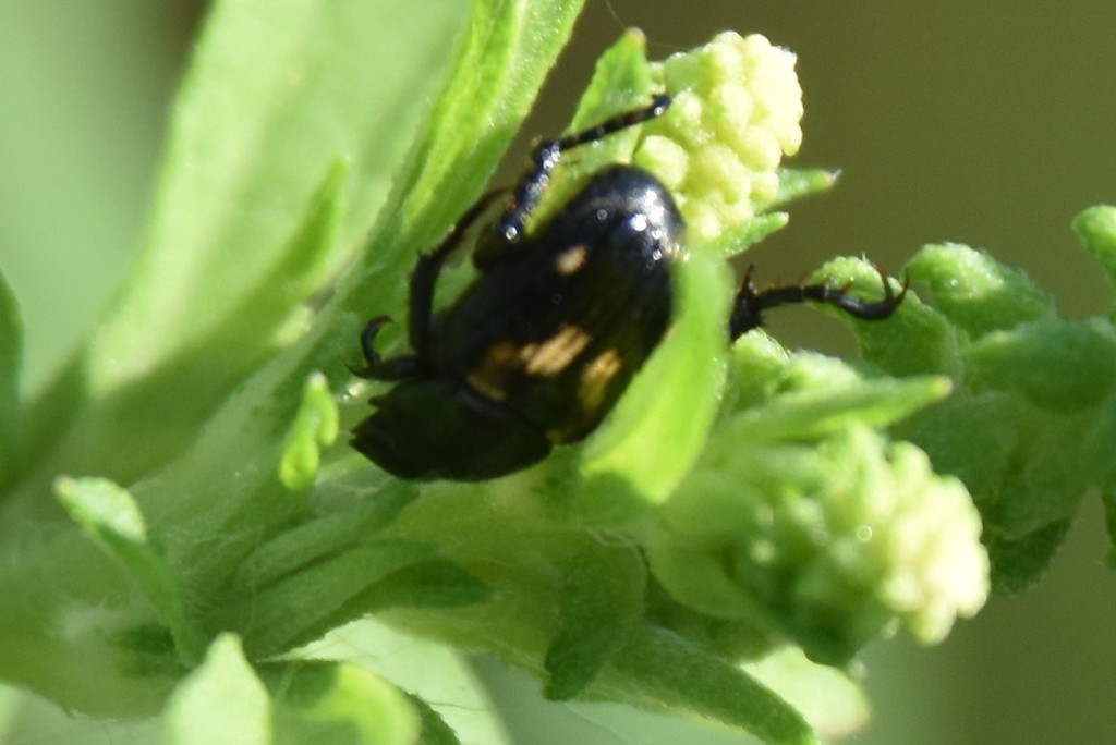 Pygmy Chafer from Hilochee WMA Osprey Unit on August 30, 2019 by Tom ...