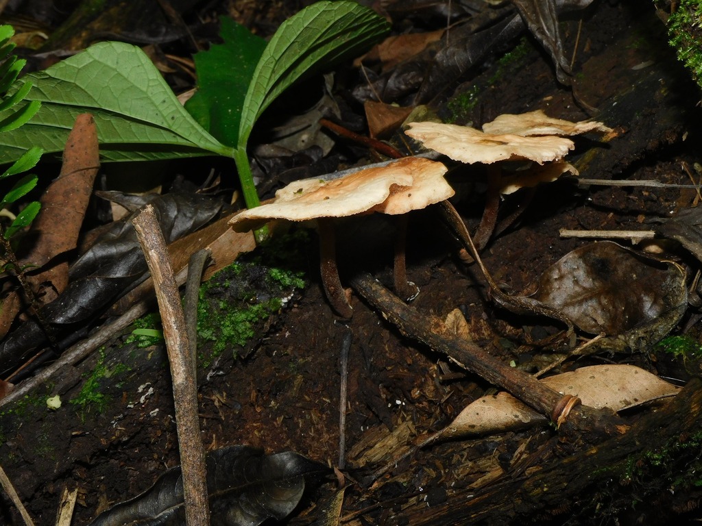 Filoboletus from Butantã, São Paulo - SP, Brasil on April 28, 2025 at ...