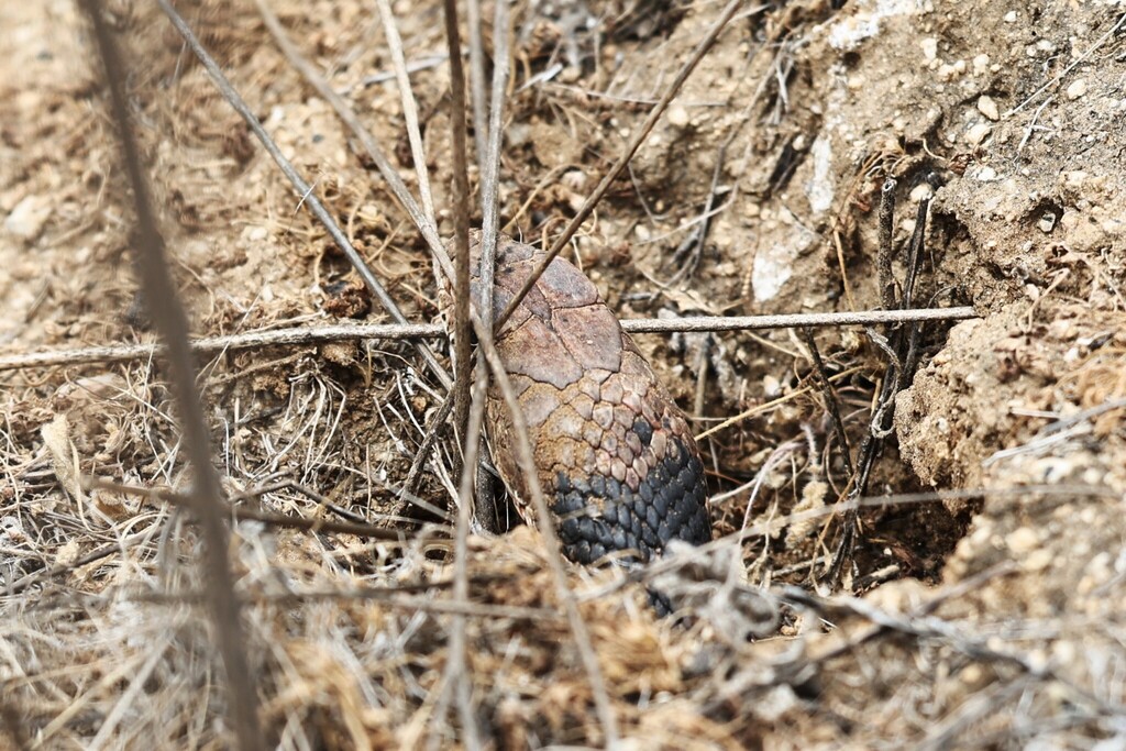 Red Coachwhip from Pedley, Riverside, CA, USA on April 30, 2025 at 10: ...