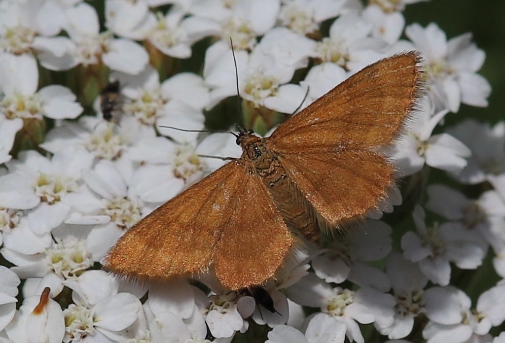 Anthometra plumularia from León, Spanien on July 03, 2019 at 01:01 PM ...