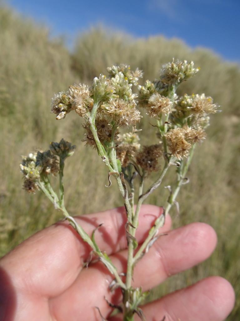 Cape Cudweed (Plants of the Tygerberg Nature Reserve) · iNaturalist
