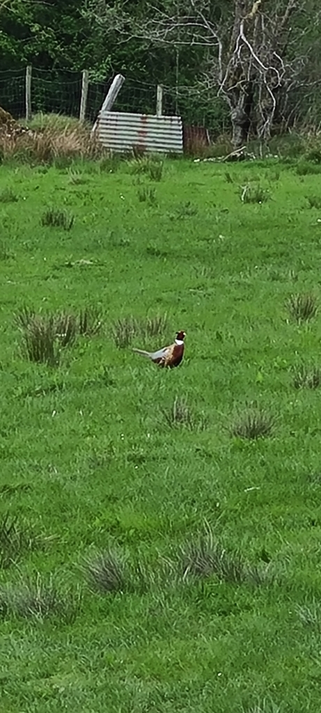 Ring-necked Pheasant from Fountain Head, Llanbister Road, Llandrindod ...
