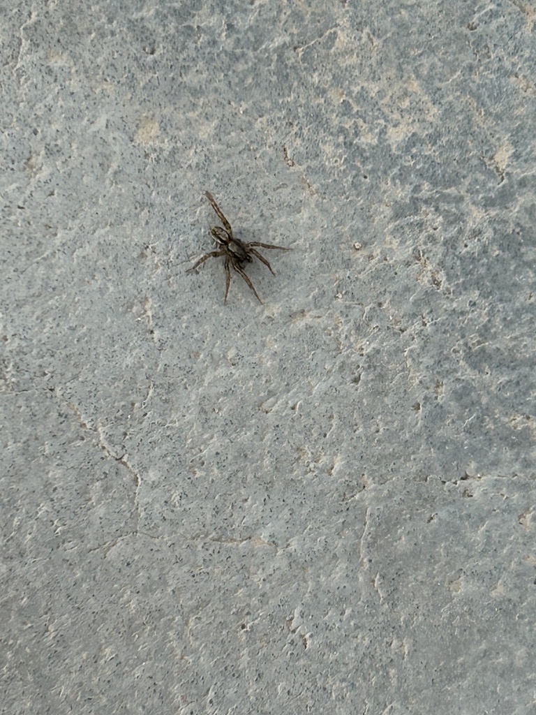 Eastern Parson Spider from Greyhound Arena, Portales, NM, US on April ...
