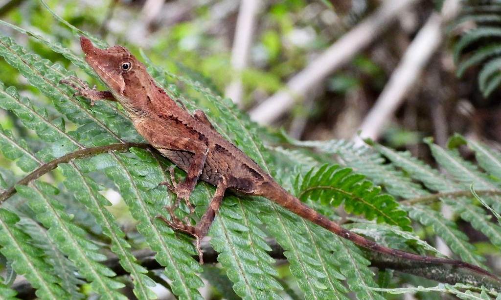 Leaf-nosed Lizard in August 2019 by desertnaturalist · iNaturalist