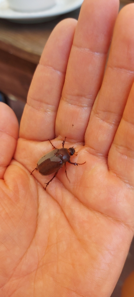 Mayate de Mayo desde 91607 Ver., México el 01 de mayo de 2025 a las 10: ...