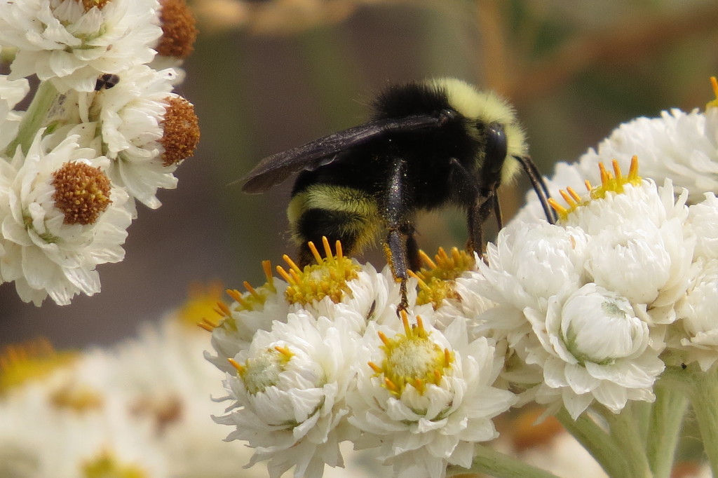 Yellow-faced Bumble Bee from Cowlitz County, WA, USA on August 16, 2018 ...