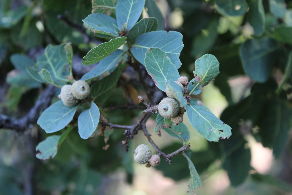 Lacey Oak from San Pedro Topiltepec, Oax., México on August 28, 2019 at ...