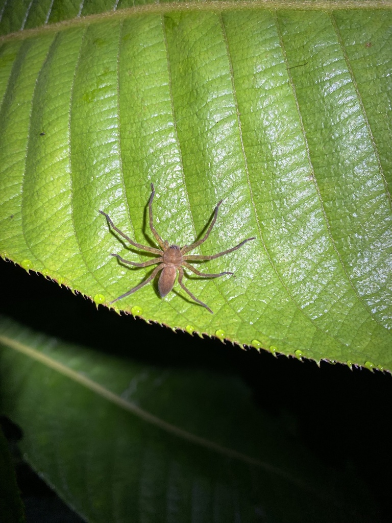 Huntsman Spiders from Mera, EC-PA, EC on April 30, 2025 at 08:32 PM by ...