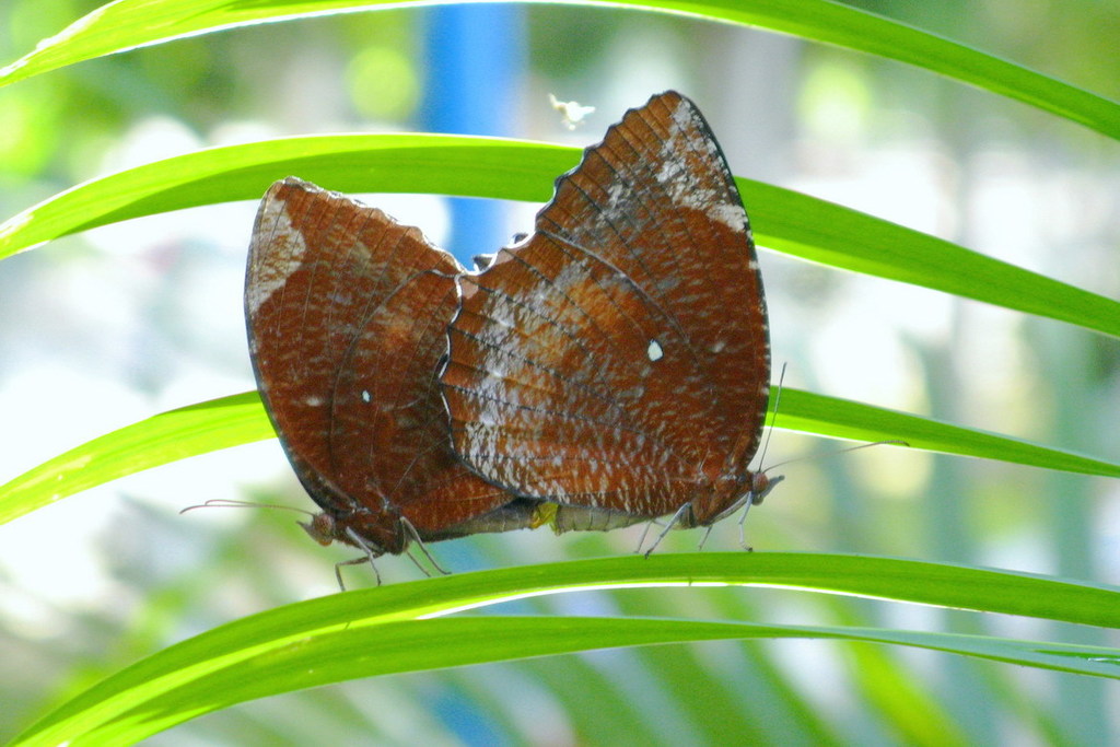 Common Palmfly (Butterflies of Varsity Park Condominium) · iNaturalist