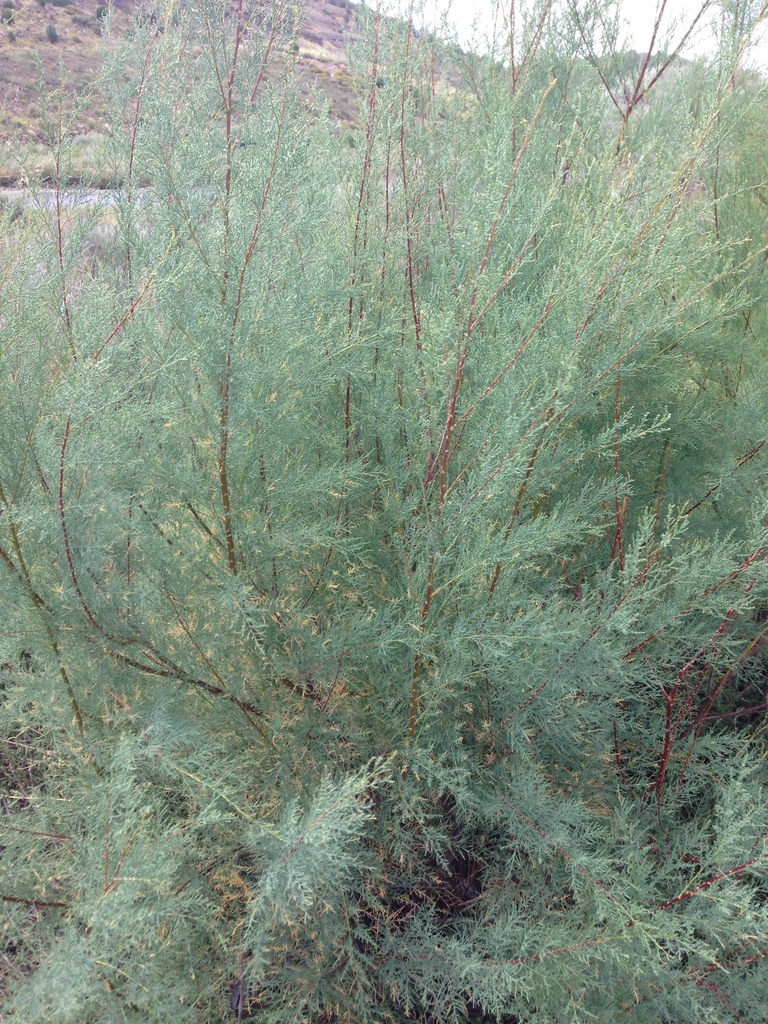 saltcedar (Quiet Invasion: Invasive Plants & Animals of the Houston ...