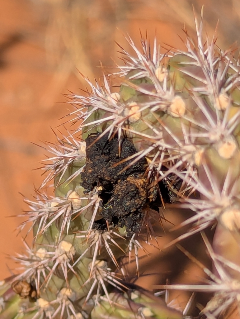 Fungi Including Lichens from Sierra Vista, AZ 85635, USA on May 1, 2025 ...