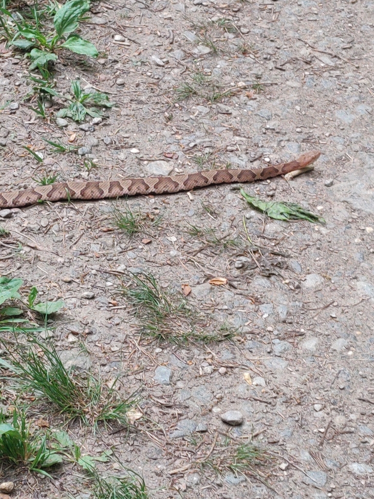 Eastern Copperhead from Buncombe County, US-NC, US on May 1, 2025 at 03 ...