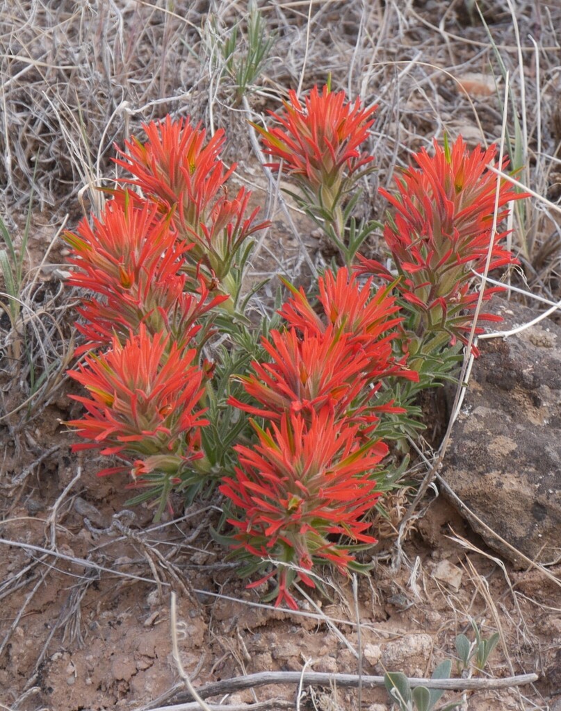 Zion Indian paintbrush from Mesa County, CO, USA on April 28, 2025 at ...
