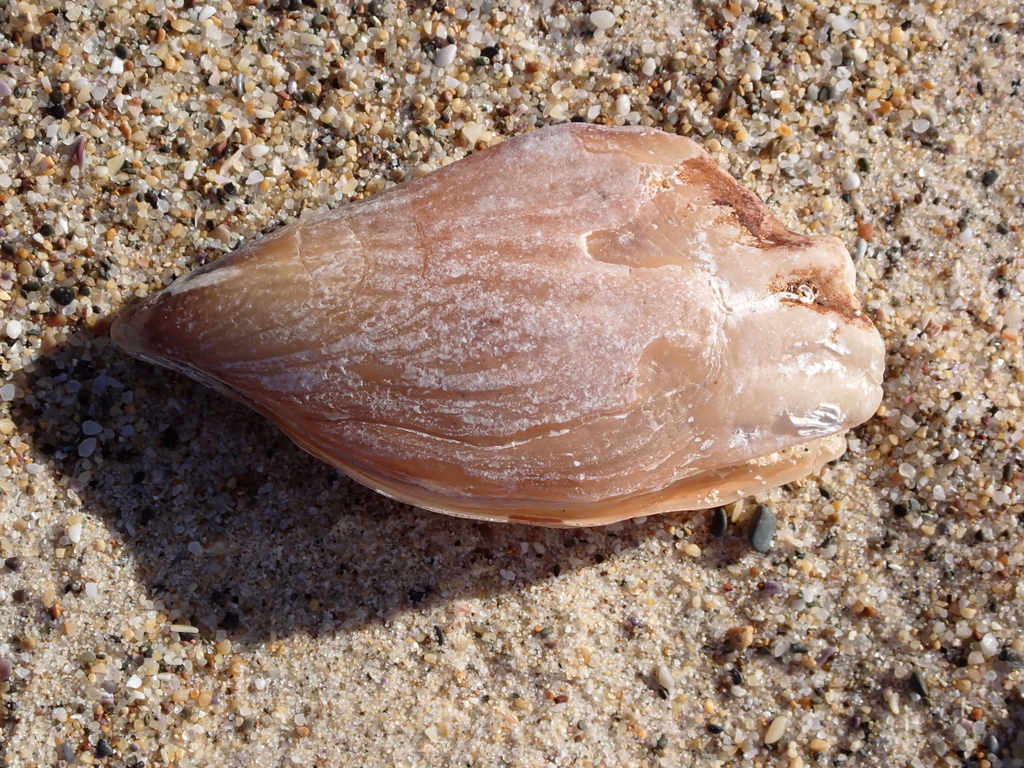 Baggy Pen Shell from Diggers Camp NSW 2462, Australia on May 1, 2025 at ...