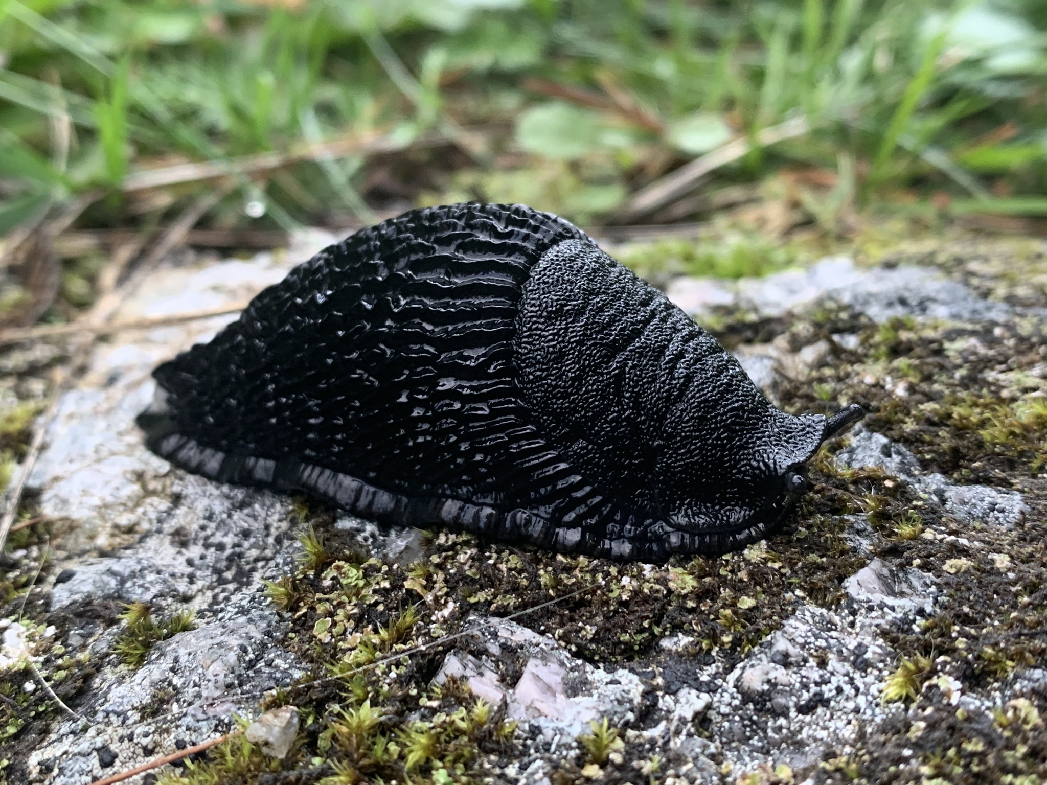 Black Slug