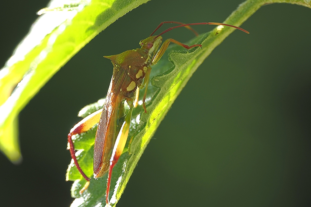 Hyalymenus longispinus from (west) Boynton Beach, FL, USA on April 27 ...