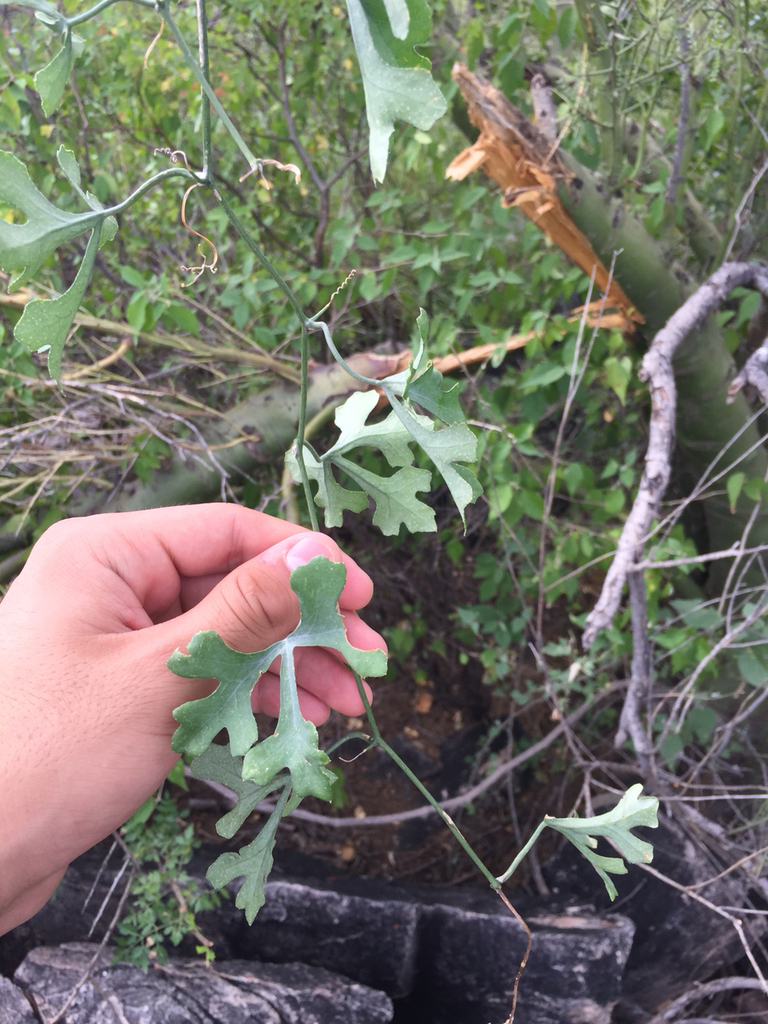 (Ibervillea sonorae sonorae) - Botanical Realm