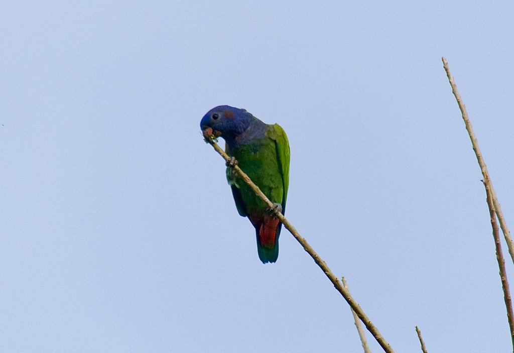 Blue-headed Parrot in April 2025 by Jorge Luis · iNaturalist