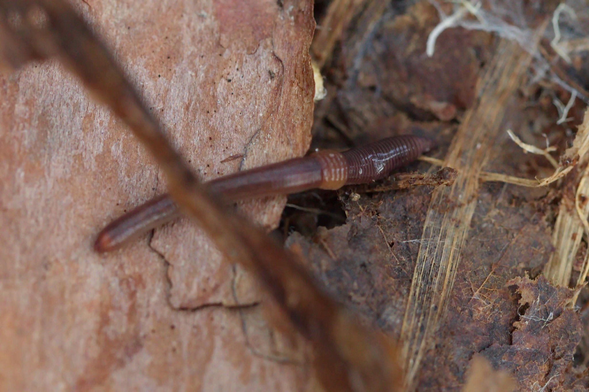 Dendrobaena octaedra (Savigny, 1826)