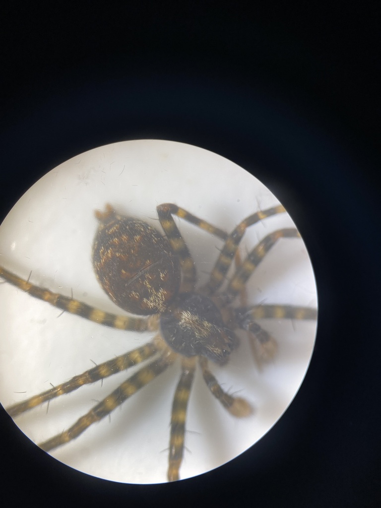 Wolf Spiders and Allies from Mera, EC-PA, EC on April 30, 2025 at 10:39 ...