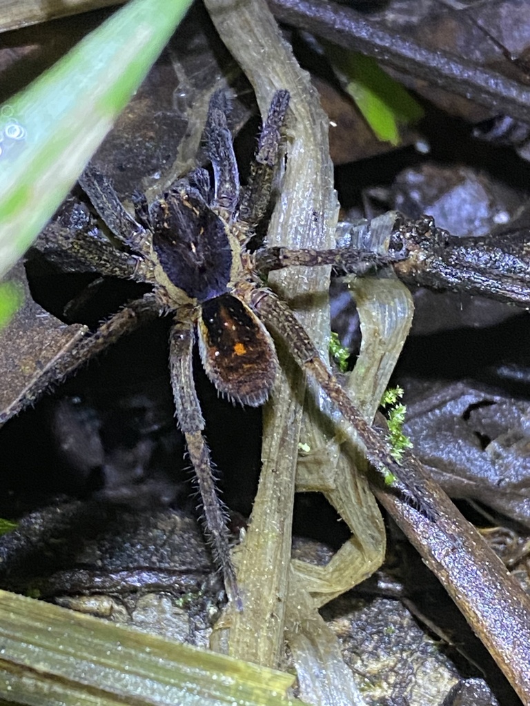 Wandering Spiders from Mera, EC-PA, EC on April 30, 2025 at 09:49 PM by ...