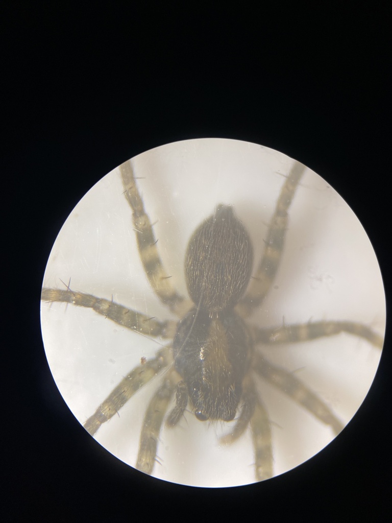 Wolf Spiders from Mera, EC-PA, EC on April 30, 2025 at 08:41 PM by ...
