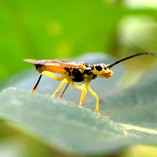 Pamphilius phyllisae · iNaturalist