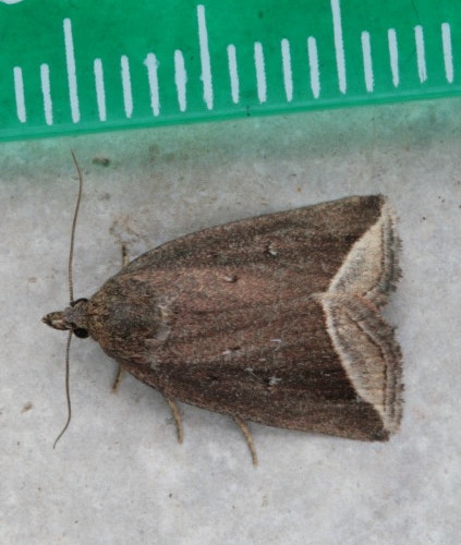 Género Capis · iNaturalist Mexico