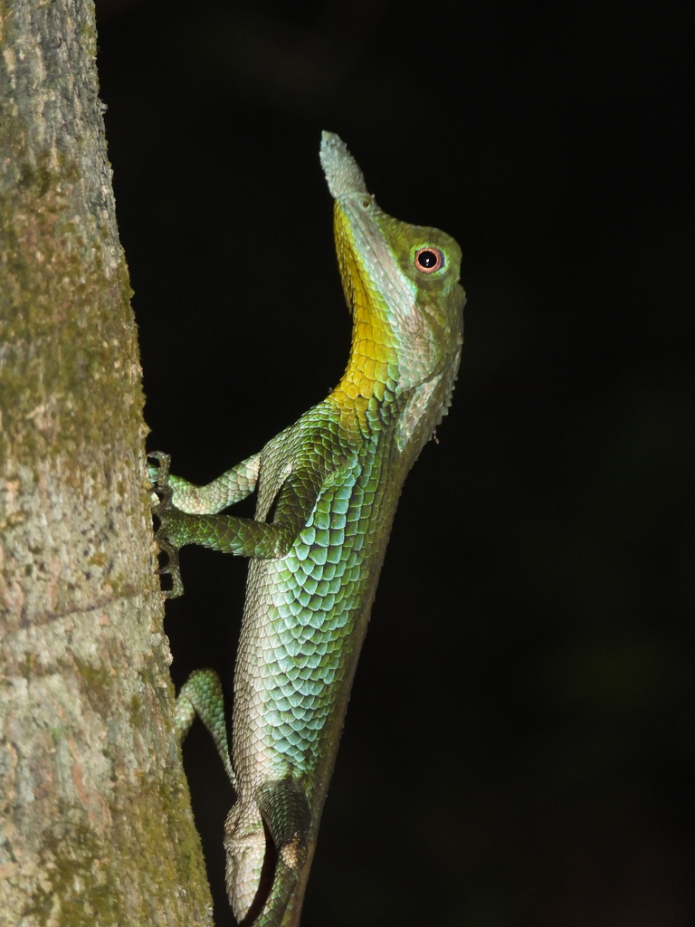 Leaf-nosed Lizard (Ceratophora tennentii) - Snakes and Lizards