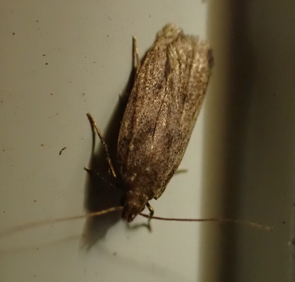 Juniper Tip Moth from Dunedin, FL, USA on April 30, 2025 at 09:49 PM by ...