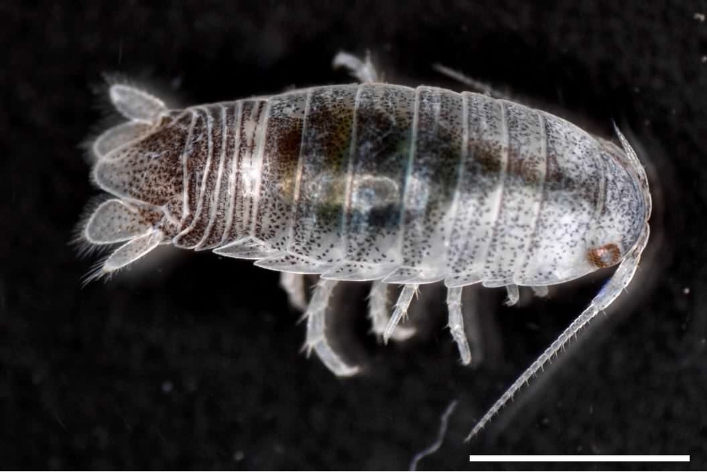 Excirolana chiltoni (PNW Isopods) · iNaturalist