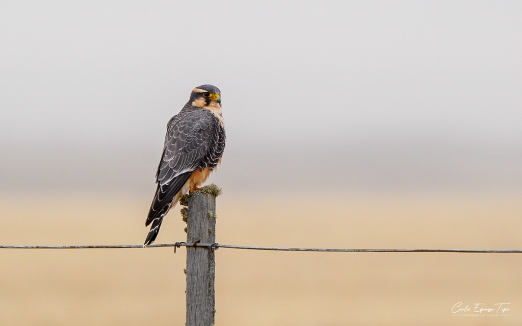 Aplomado Falcon from San Gregorio, Magallanes y la Antártica Chilena ...