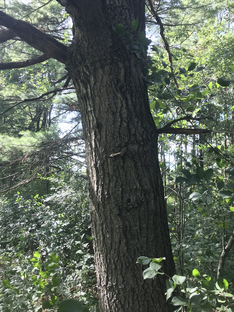 northern pin oak from Brant, ON, CA on August 30, 2019 at 04:20 PM by ...