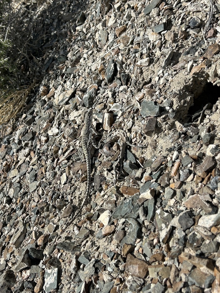 Long-nosed Leopard Lizard from Goldfield, NV, US on May 1, 2025 at 12: ...