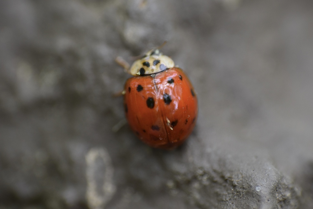 Asian Lady Beetle in May 2025 by northerly · iNaturalist