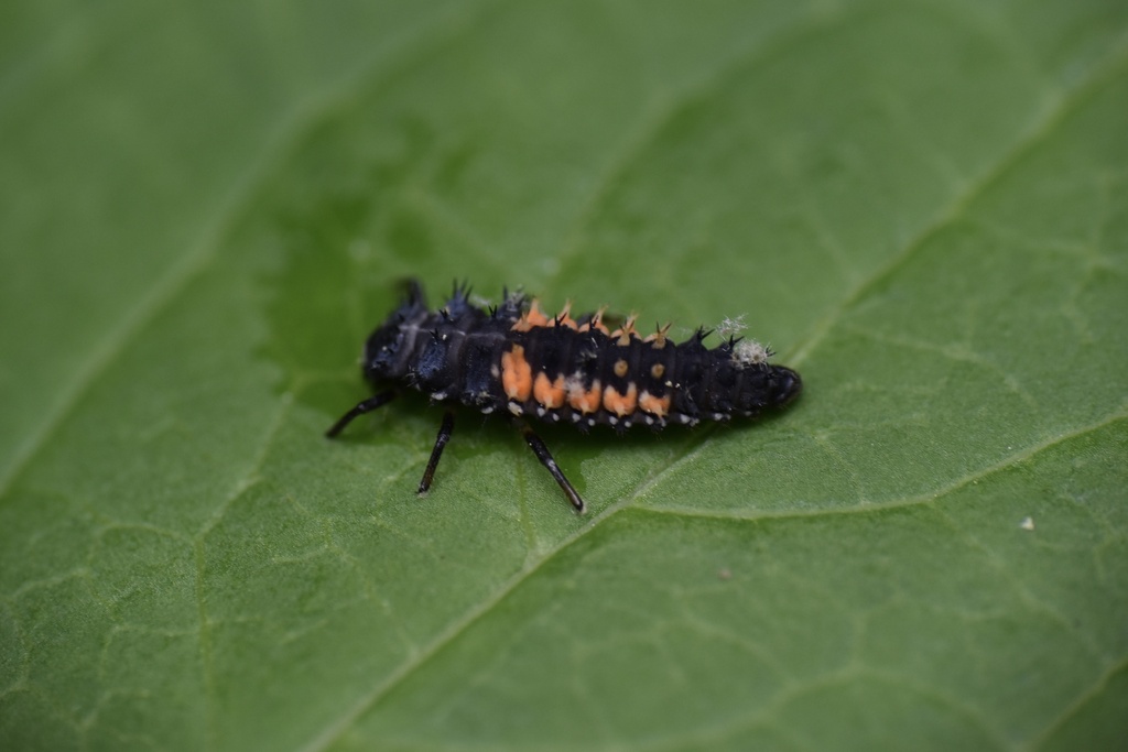 Asian Lady Beetle in May 2025 by northerly · iNaturalist