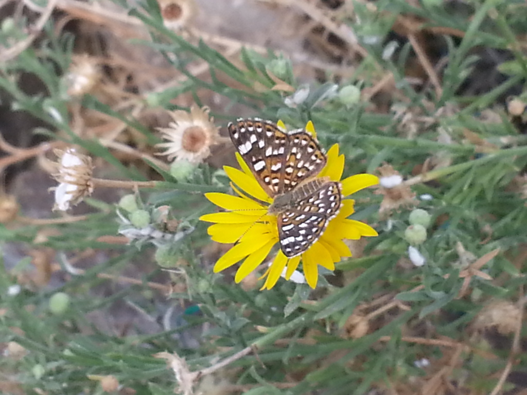 Palmer's Metalmark (Butterflies of Tucson, Arizona) · iNaturalist NZ