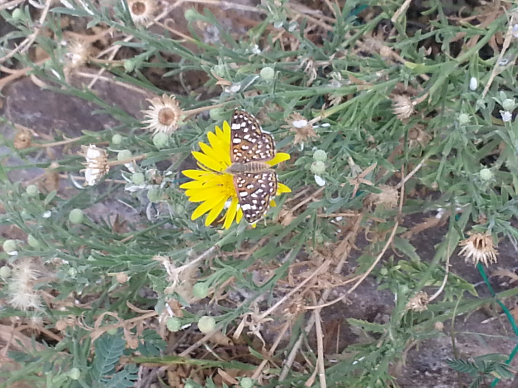 Palmer's Metalmark (Butterflies of Tucson, Arizona) · iNaturalist NZ