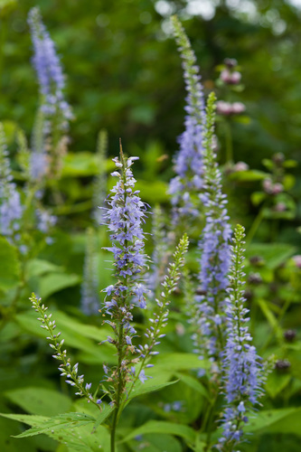 Subspecies Veronica rotunda subintegra · iNaturalist