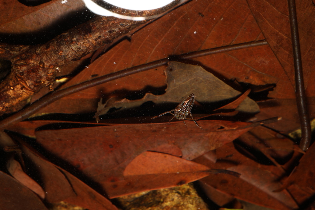 Enithares from Fo Tan, Hong Kong on April 27, 2025 at 09:29 PM by ...