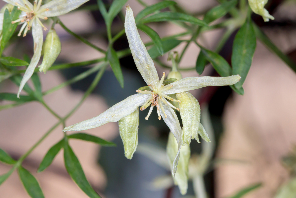 Small-leaved Clematis from Greenvale VIC 3059, Australia on August 17 ...