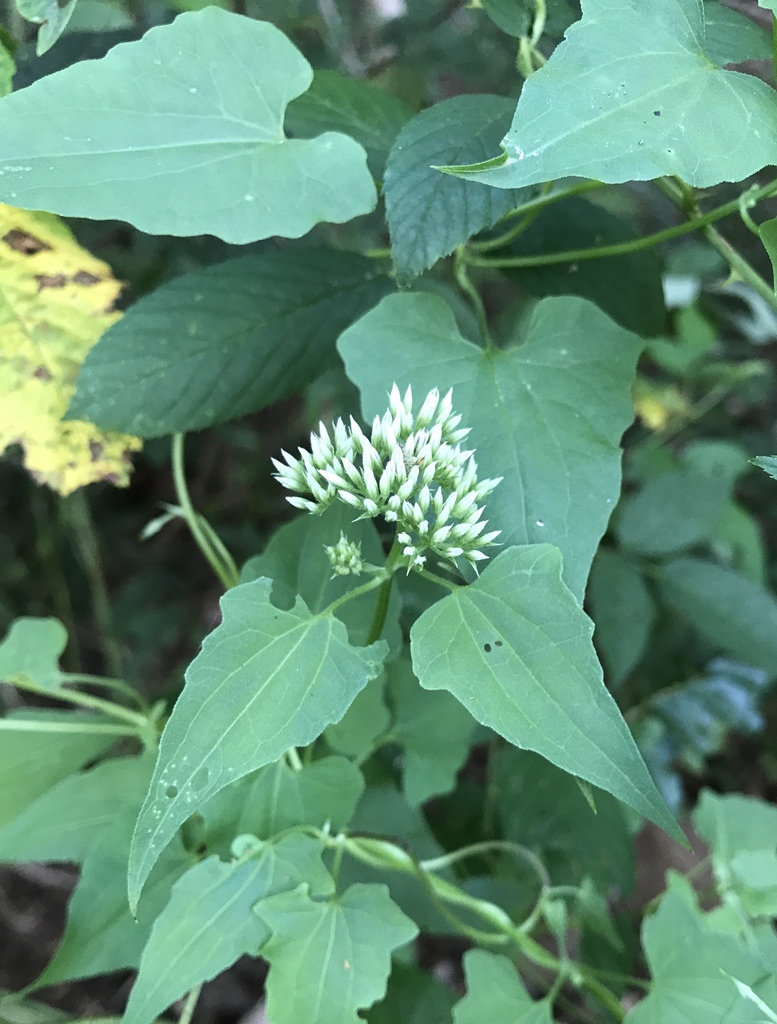 climbing hempvine in August 2019 by Eric Shows · iNaturalist