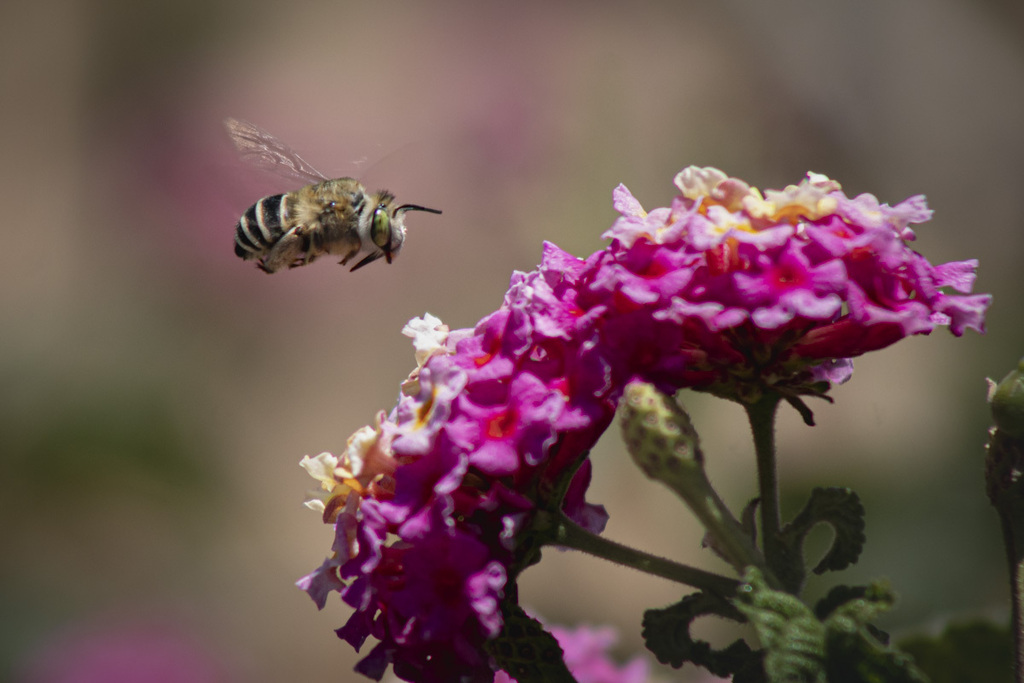 California Digger Bee from Bosque de San Juan de Aragón, Av. José ...